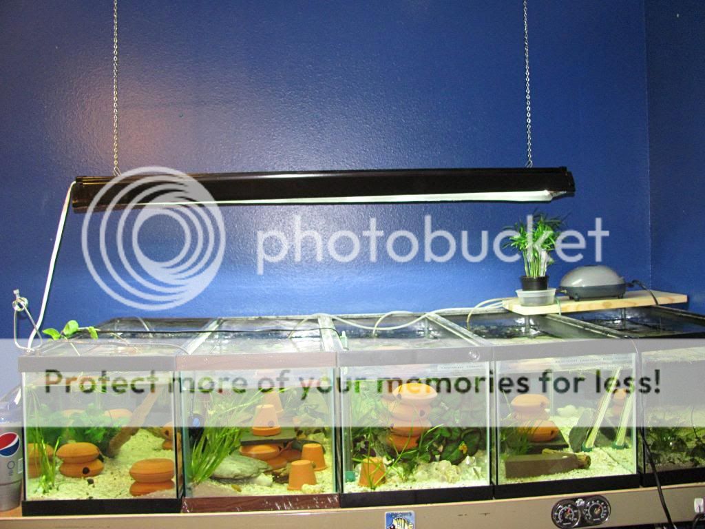 Shell dweller tanks | The Planted Tank Forum