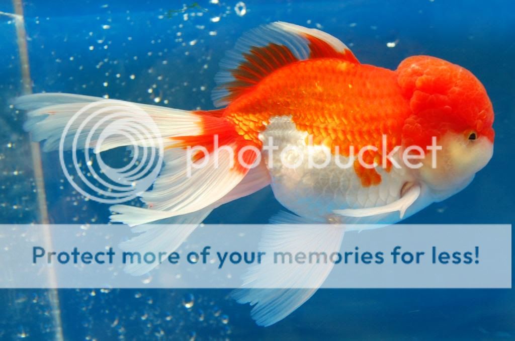 New red/white fancy | Aquarium Forum